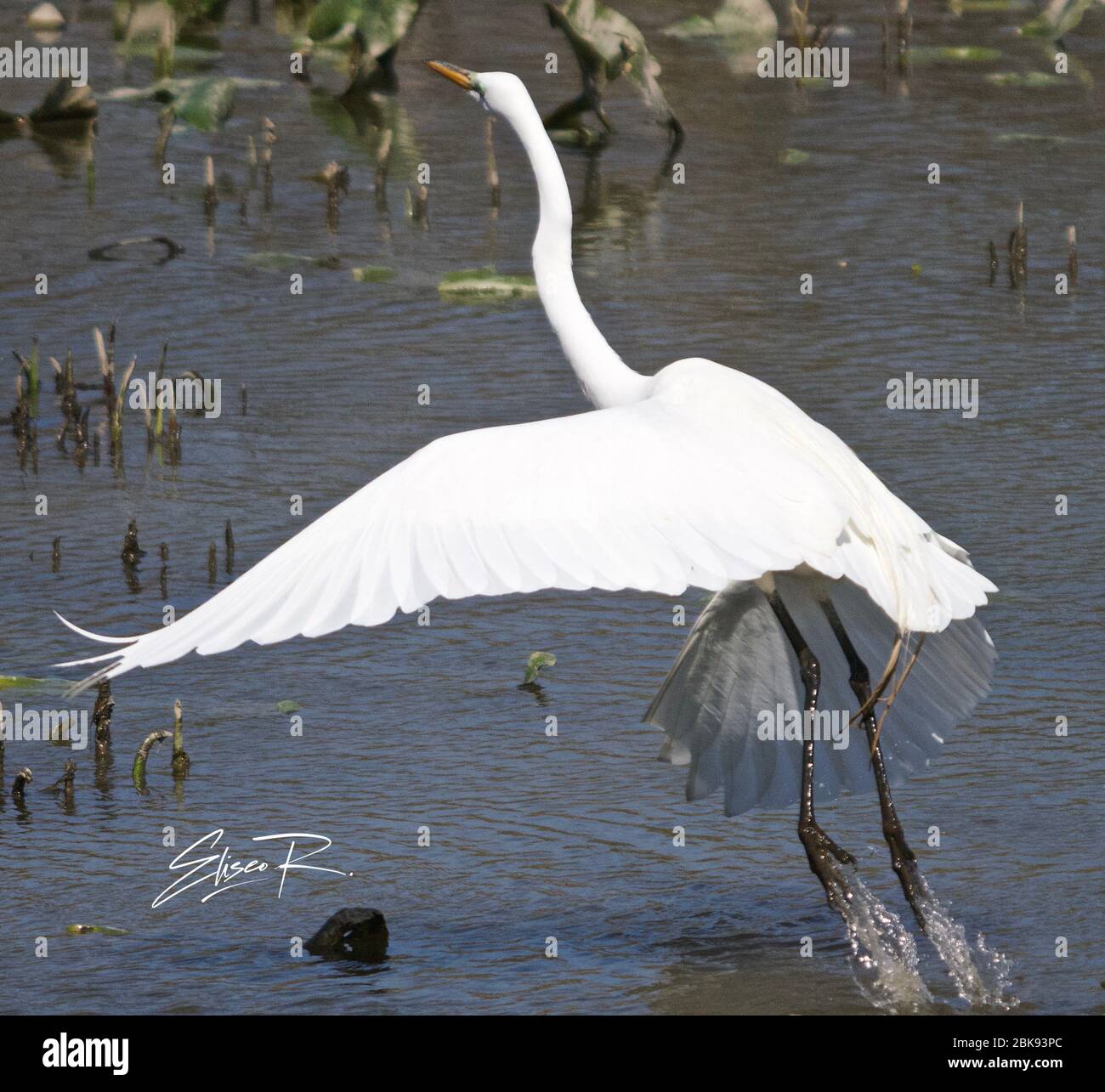 Avians hi-res stock photography and images - Alamy