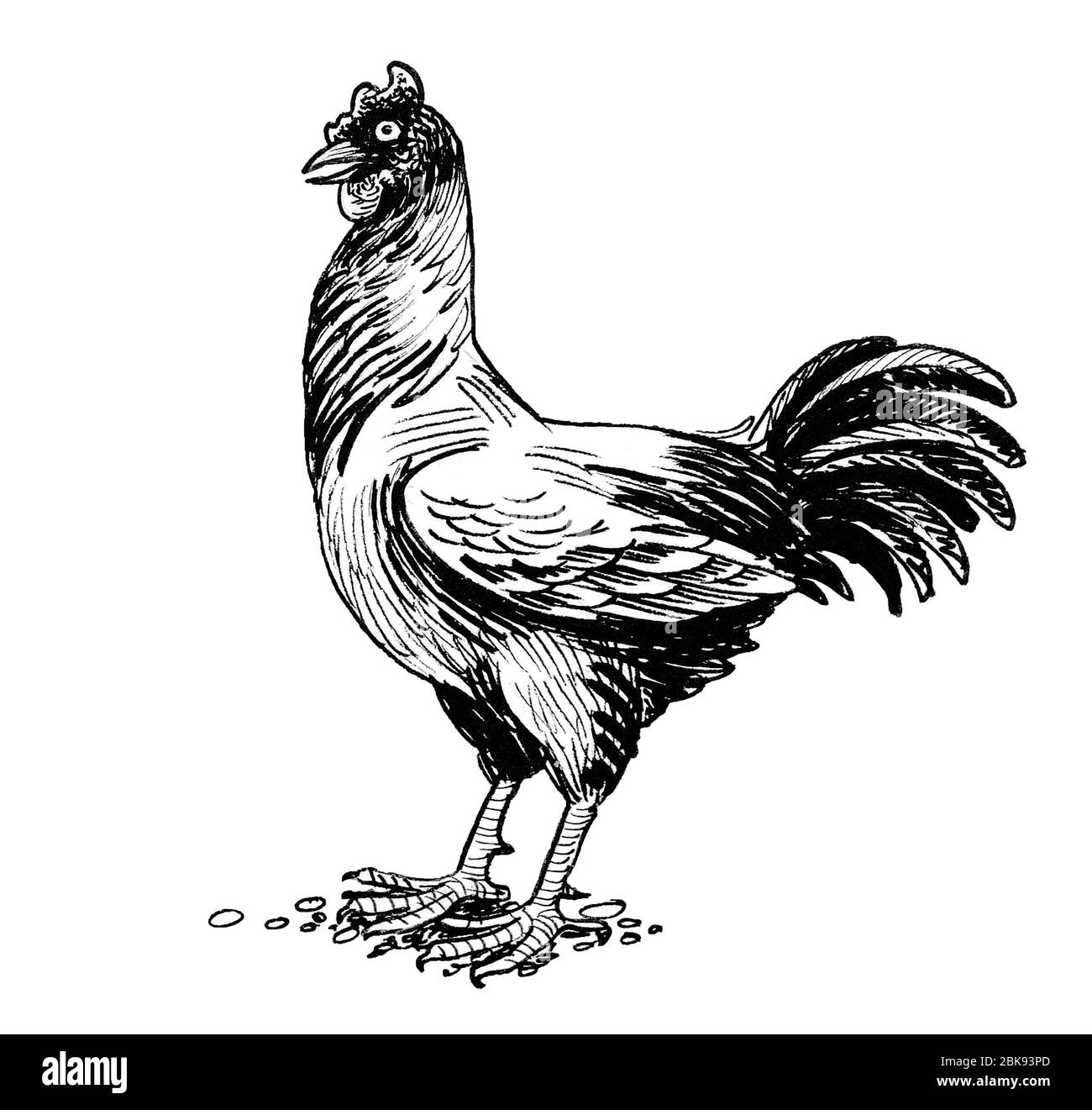Hen and rooster Black and White Stock Photos & Images - Alamy
