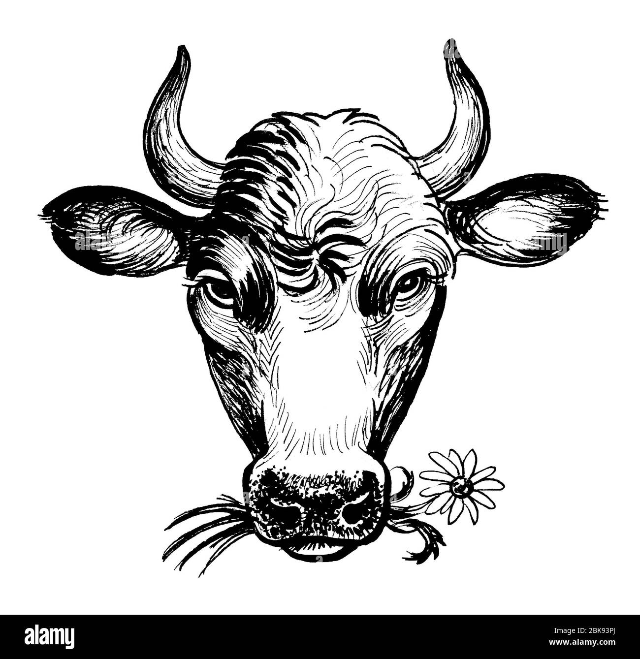 Cow eating flower. Ink black and white drawing Stock Photo - Alamy