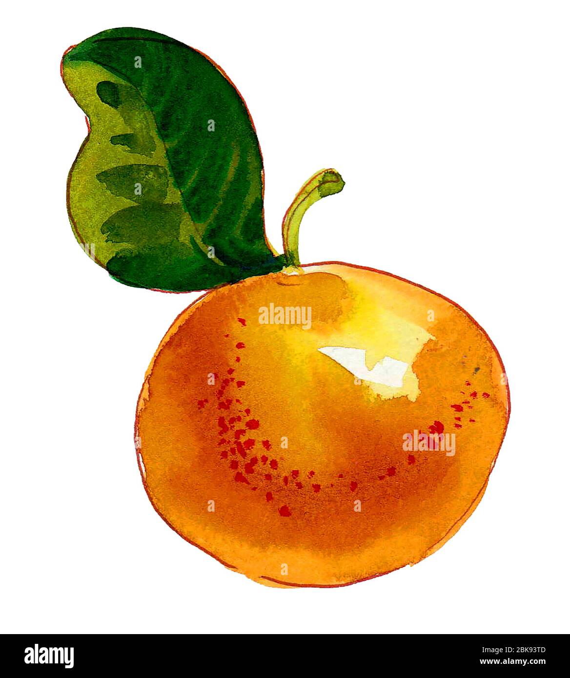 Mandarin fruit. Ink and watercolor drawing Stock Photo - Alamy