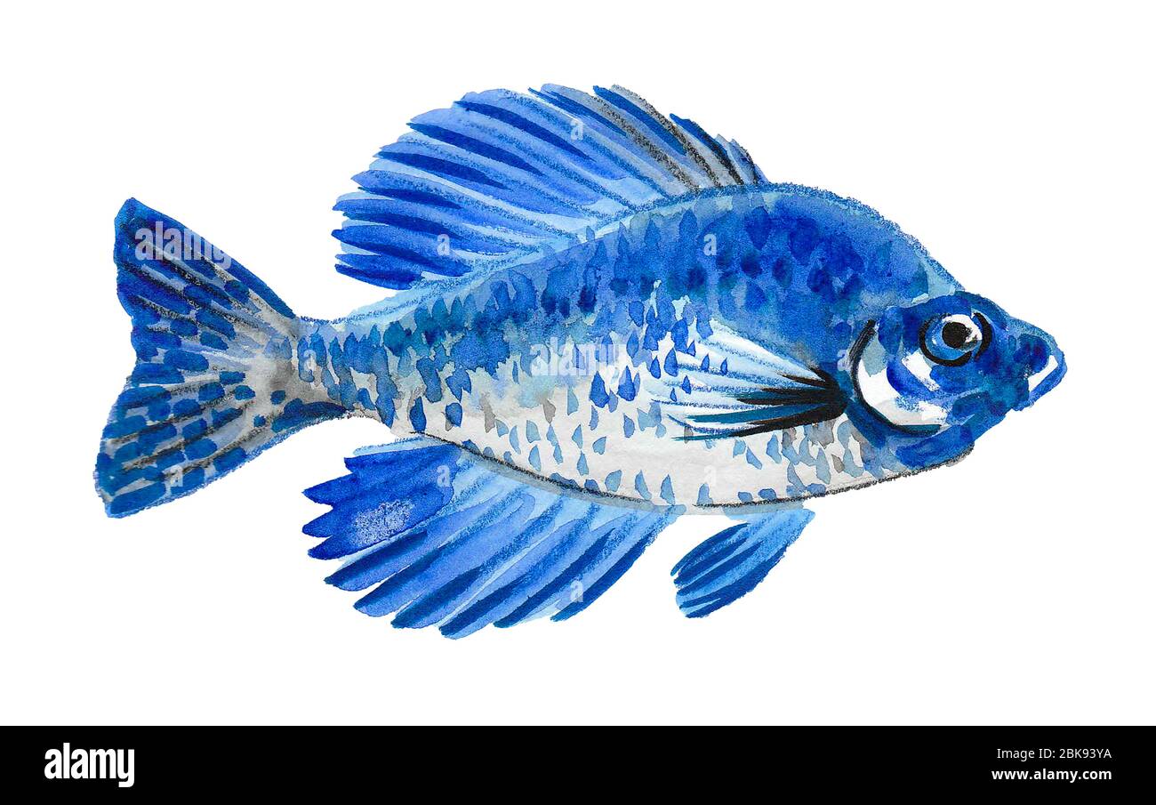 Colorful blue tropical sea fish. Ink and watercolor sketch Stock Photo ...