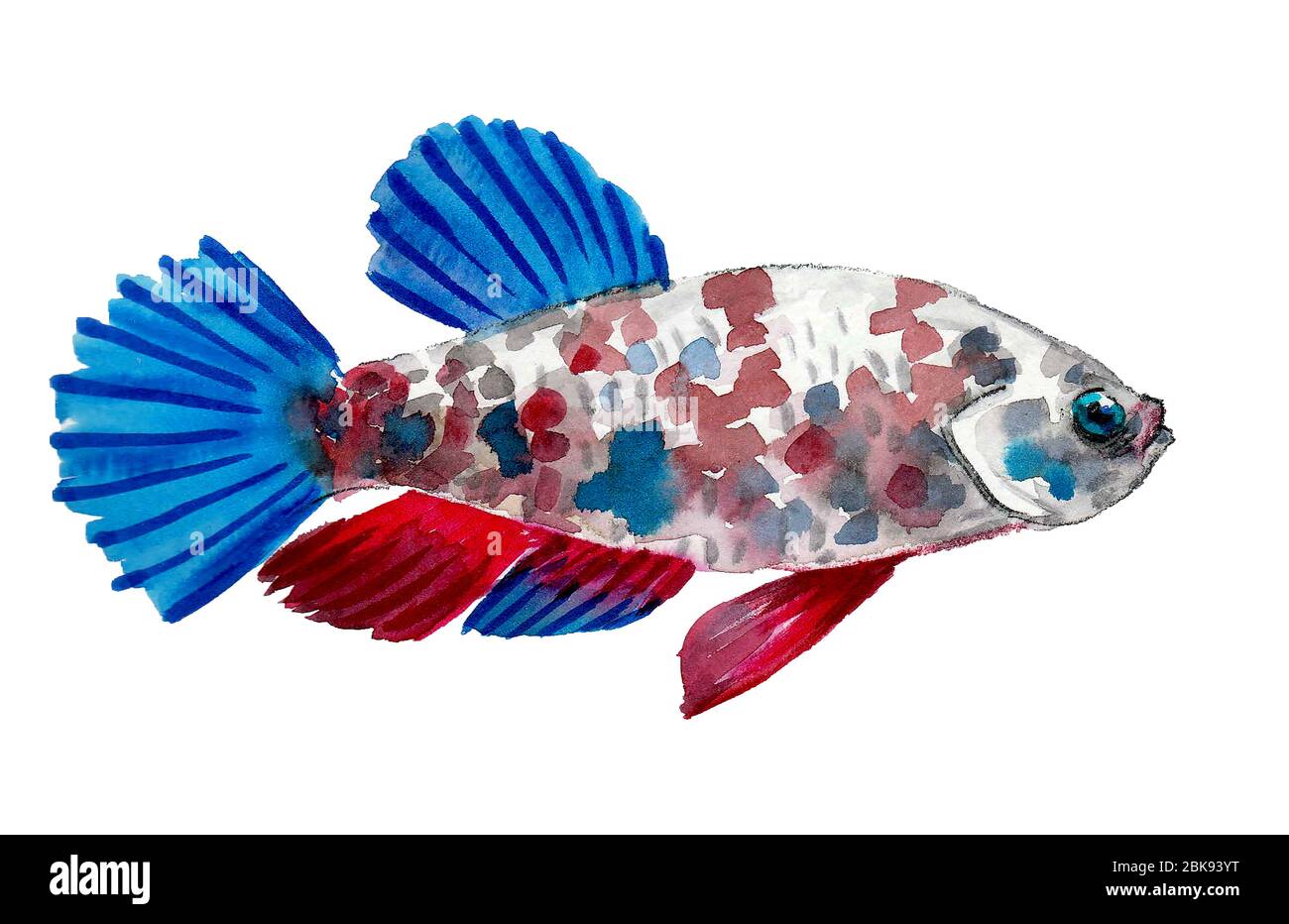 Colorful aquarium fish. Ink and watercolor sketch Stock Photo - Alamy