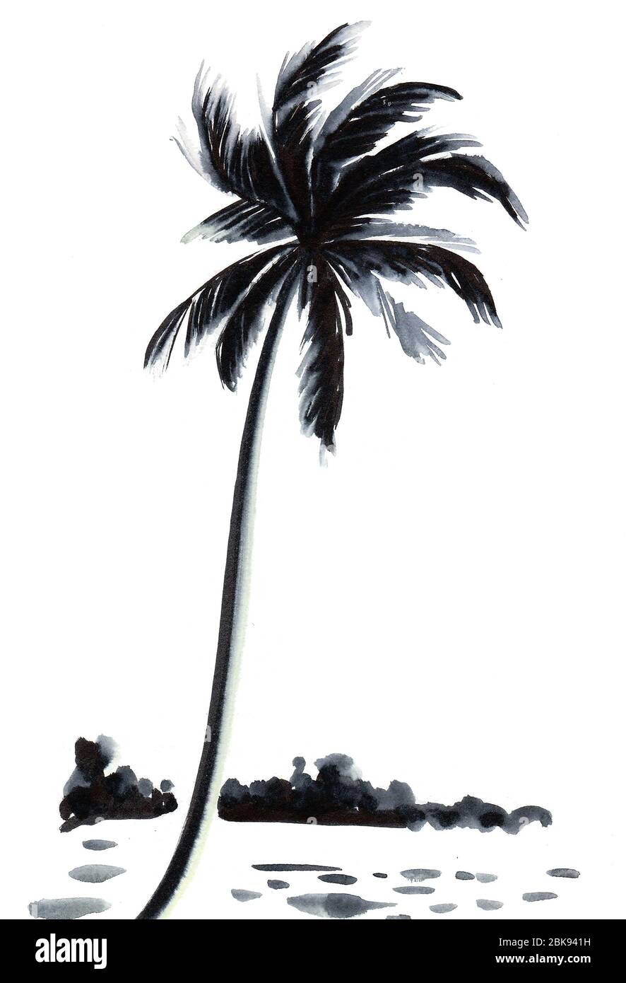 Tropical palm tree. Ink and watercolor drawing Stock Photo - Alamy