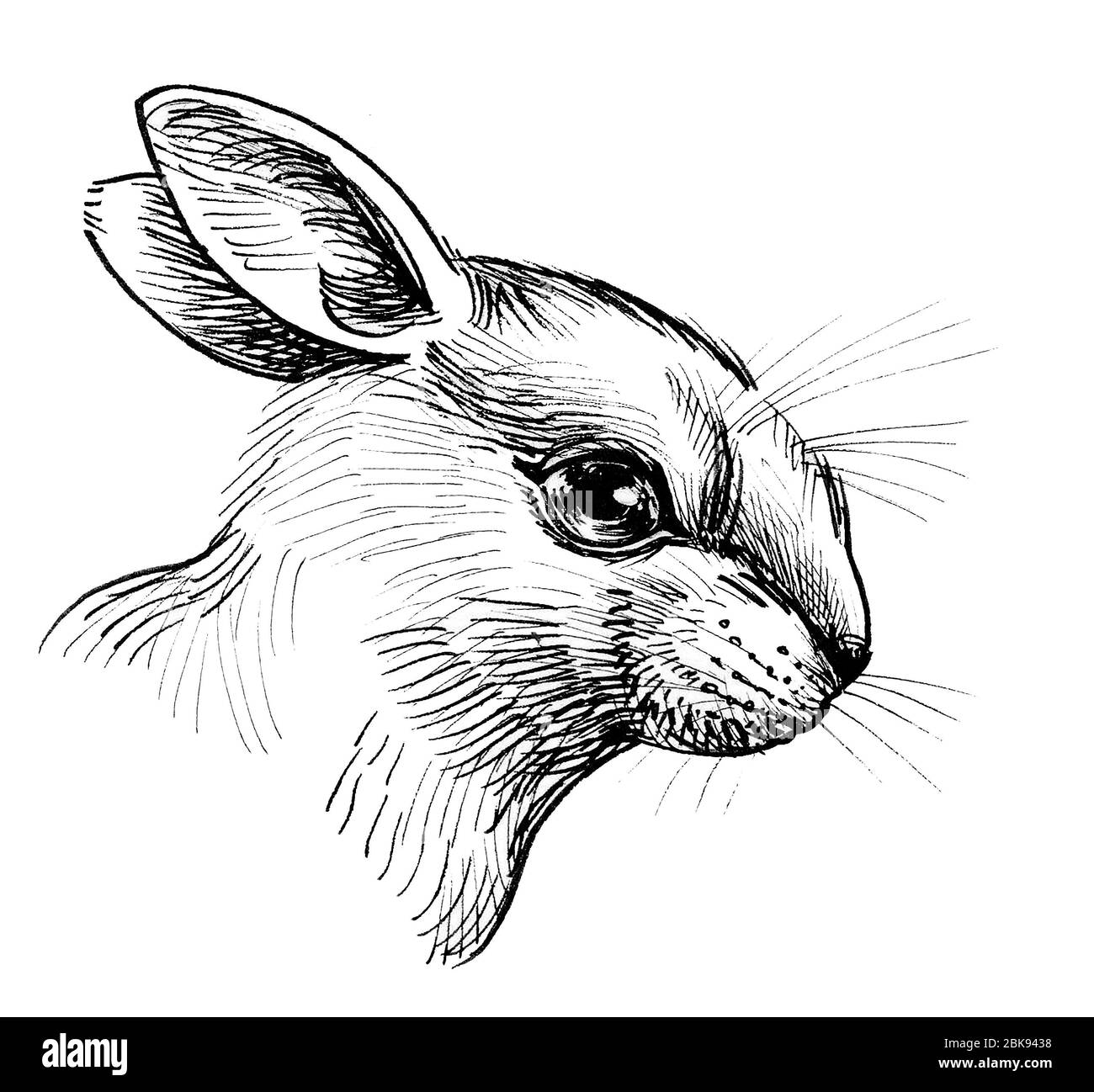 Rabbit Head Sketch