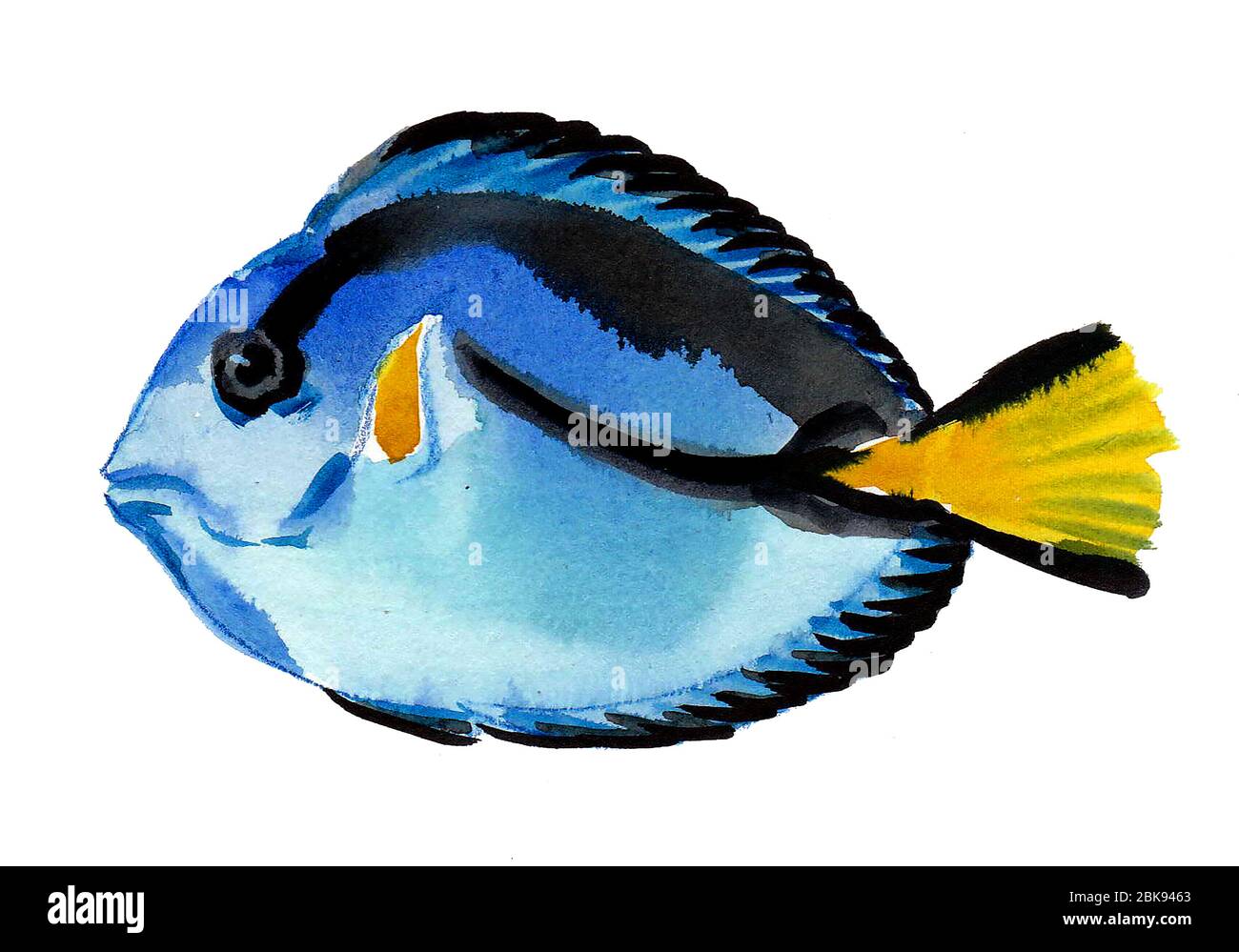 Blue tropical fish on white background. Ink and watercolor drawing ...