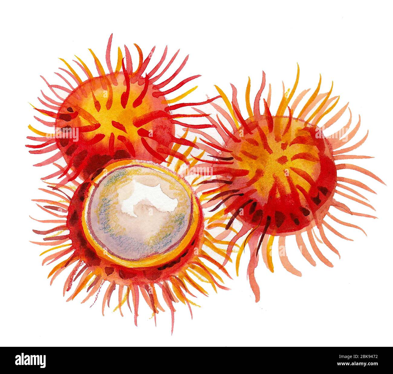 Tropical fruit. Watercolor painting Stock Photo - Alamy