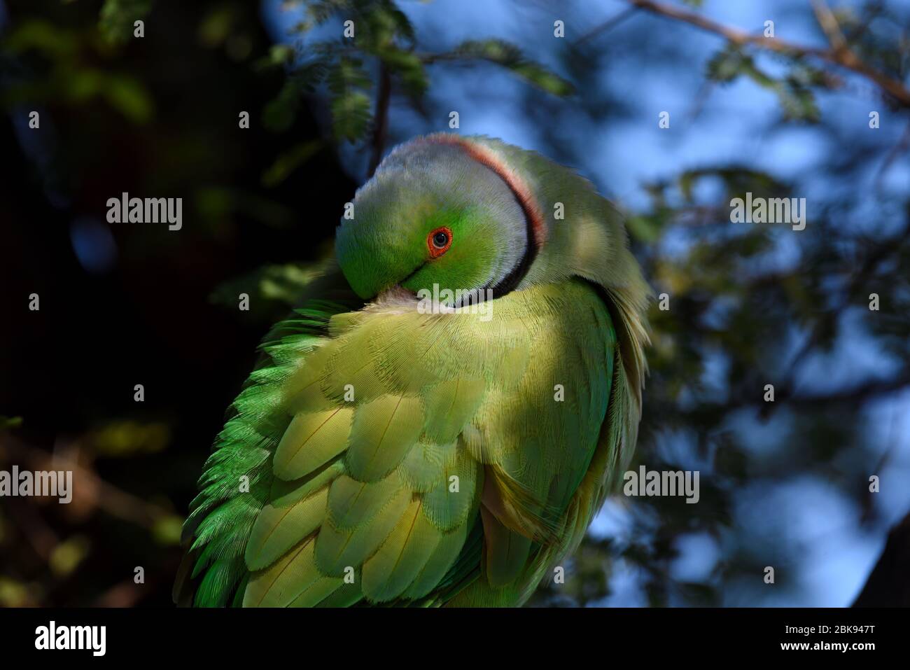 Blue rose ringed parakeet hi-res stock photography and images - Alamy