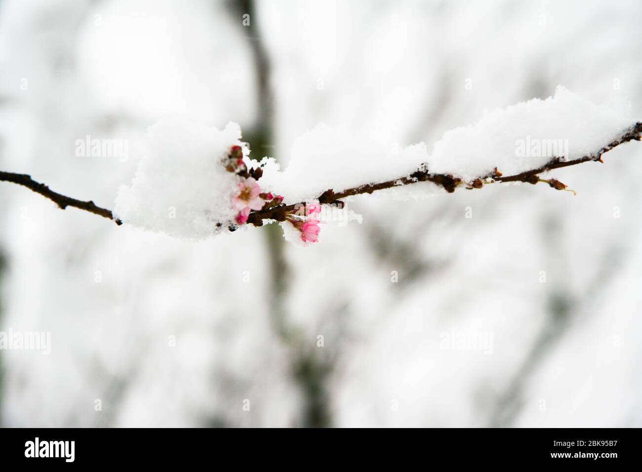 Budding flower frozen hi-res stock photography and images - Alamy