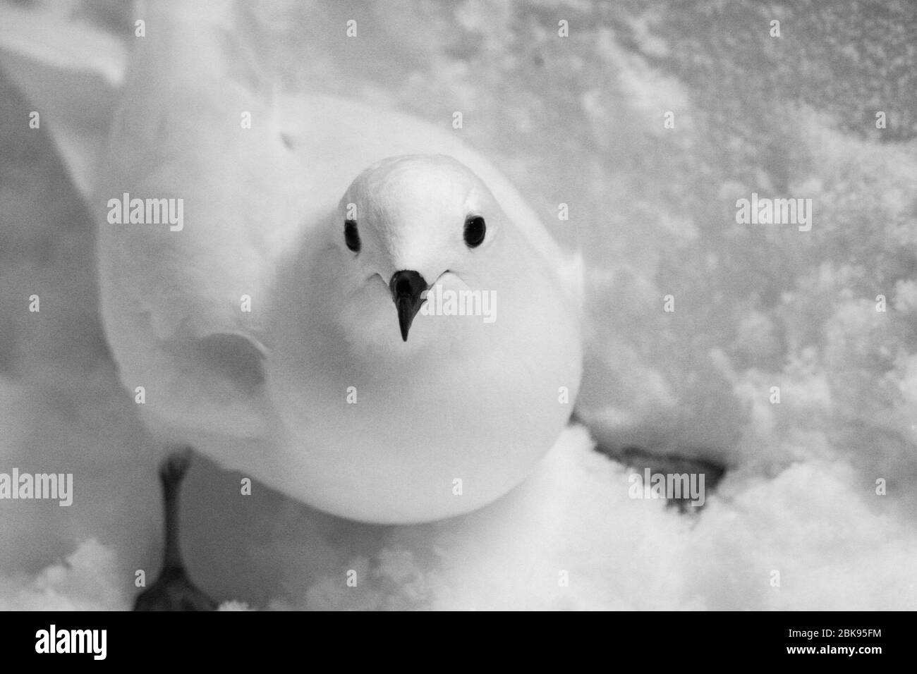 Snow Petrel (Pagodroma nivea) hitching a ride on the deck of a ship in ...