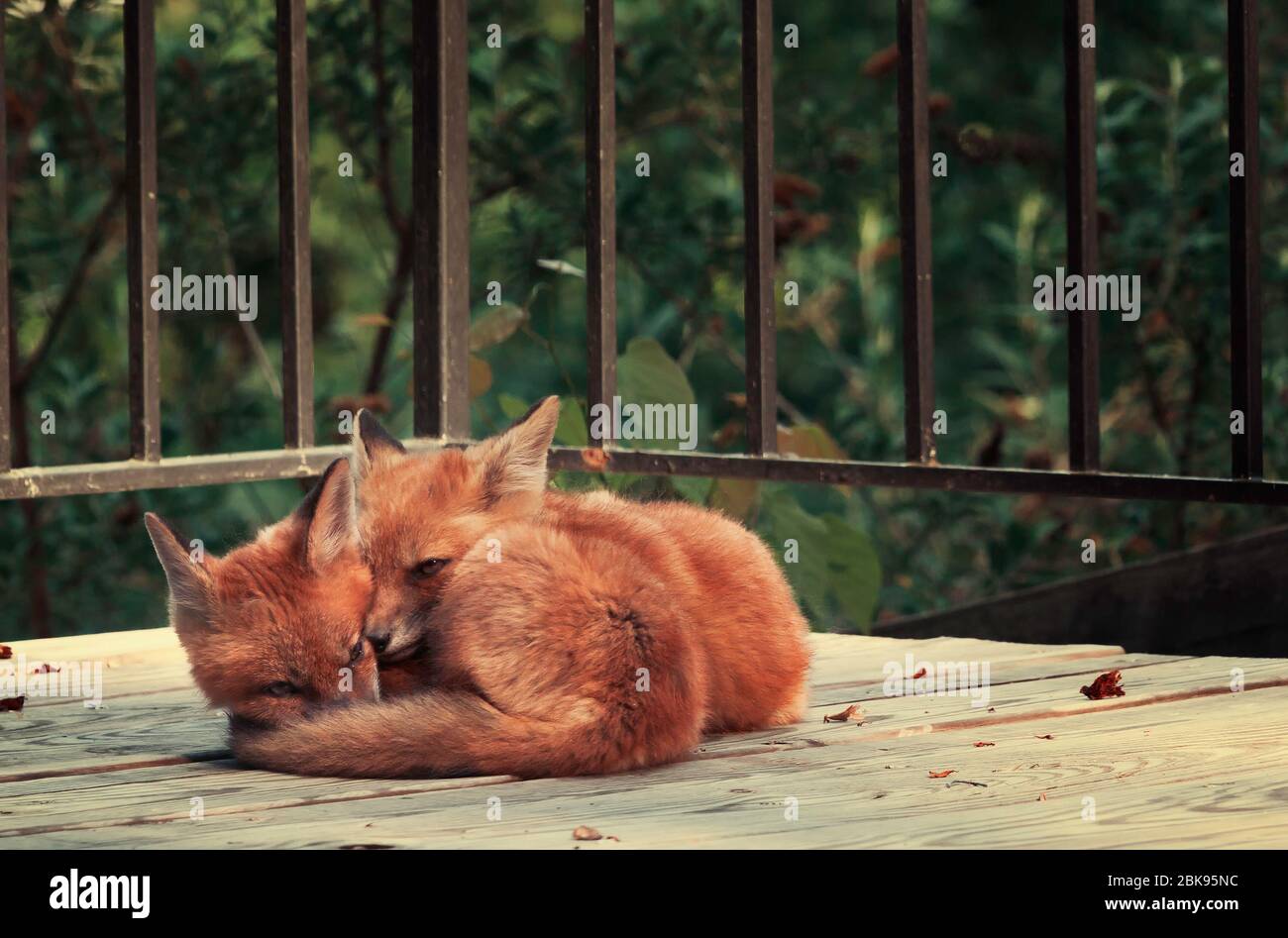 Two Red fox (Vulpes vulpes) kits snuggle together, tired after playing ...