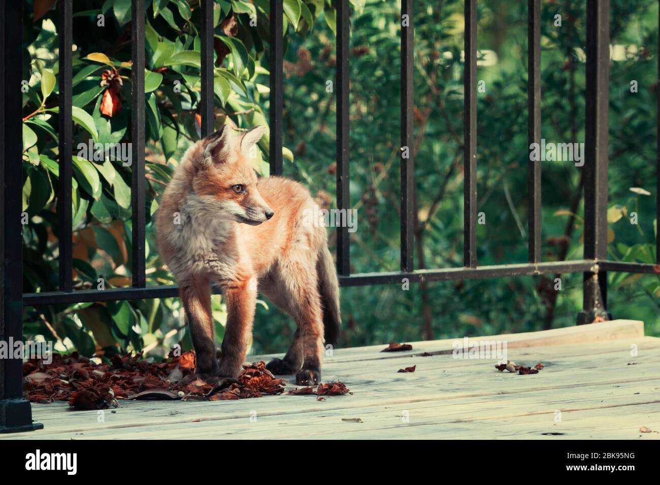 Red fox kit playing hi-res stock photography and images - Alamy