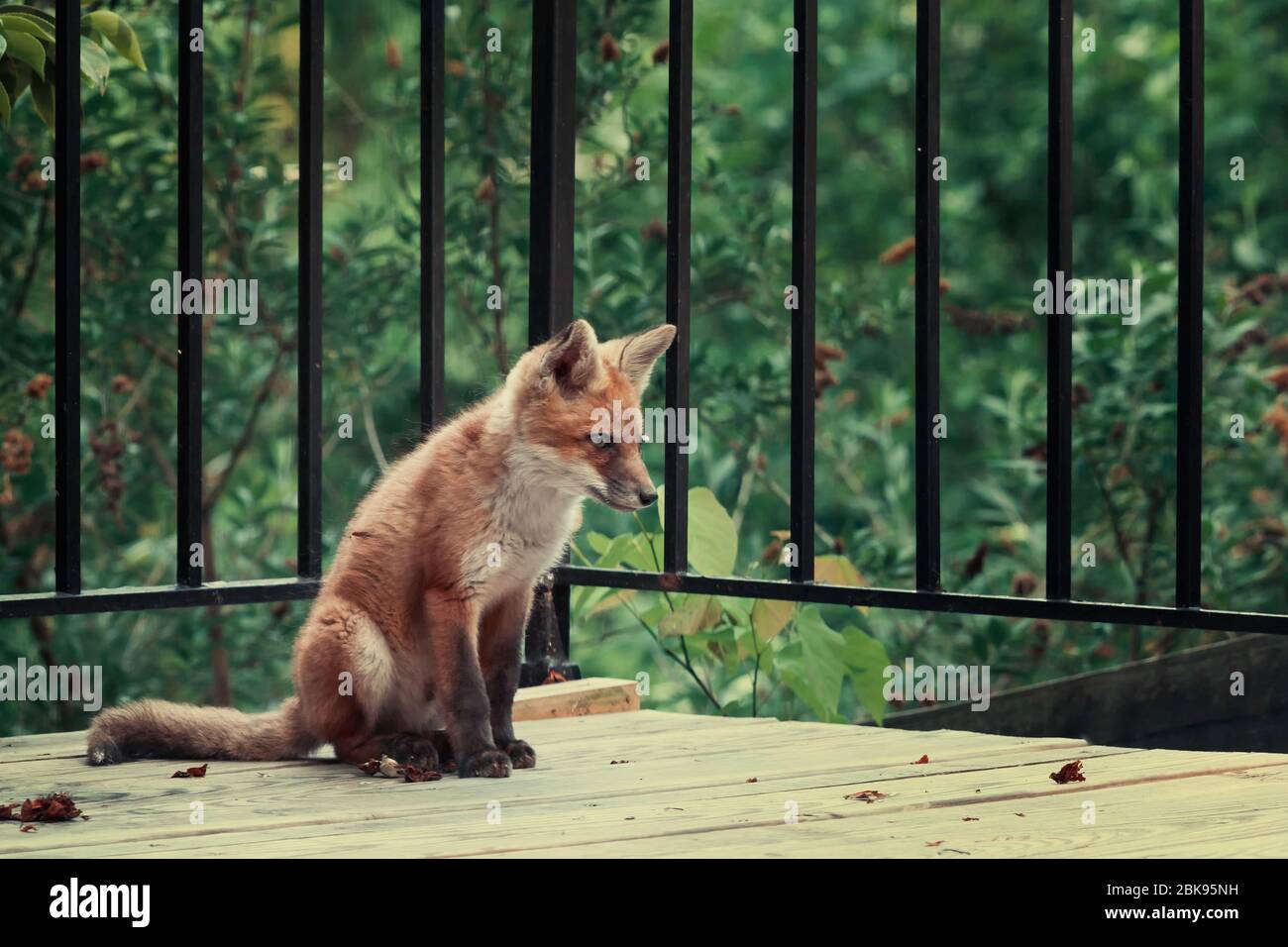 Fox pounce hi-res stock photography and images - Alamy