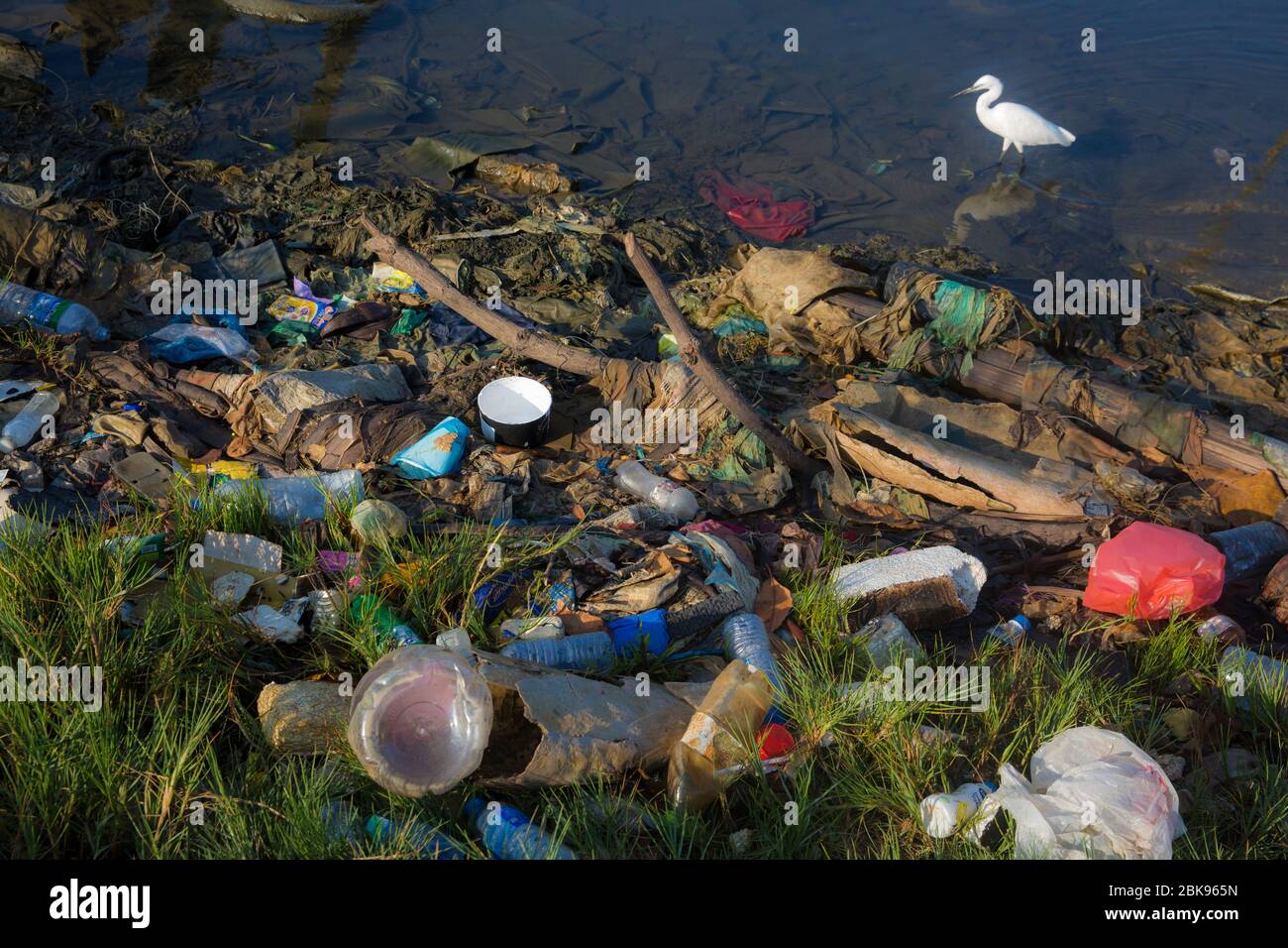 An egret searching food in the polluted water of Negombo Lagoon at ...