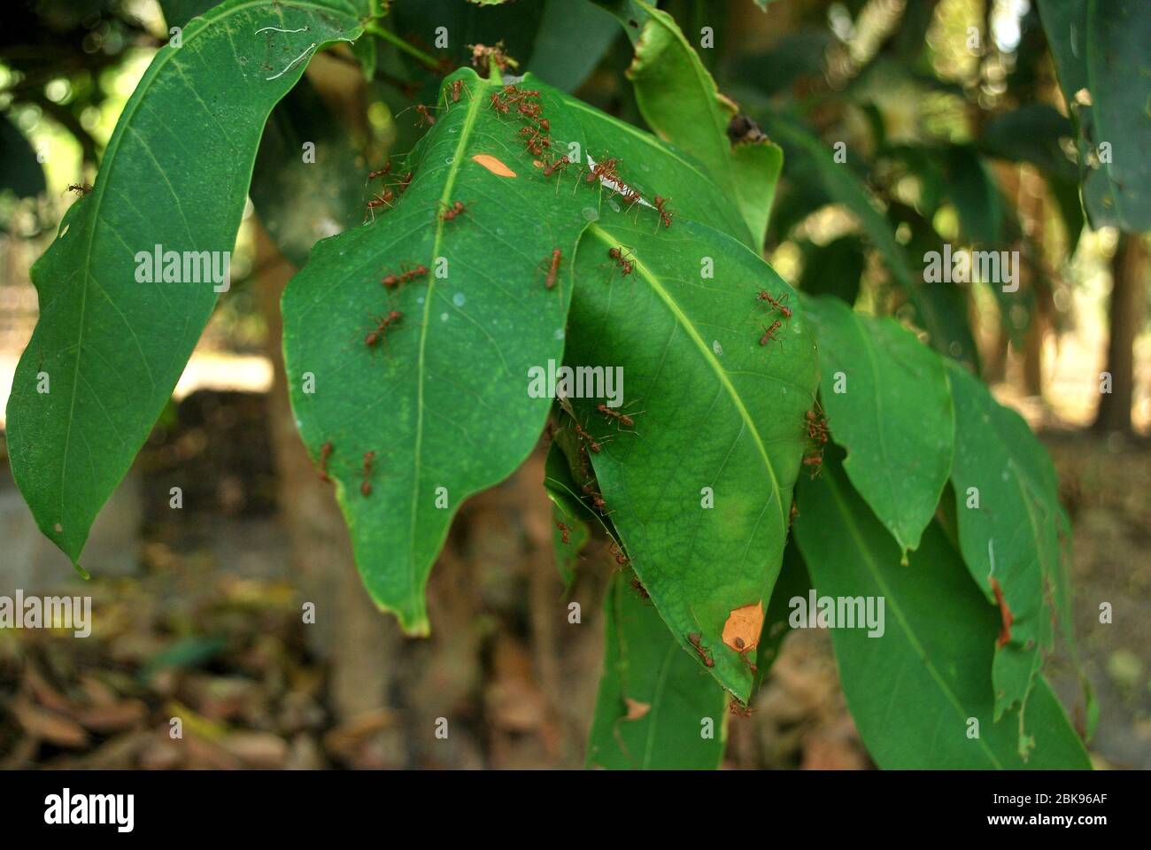 Ant nests on tree hi-res stock photography and images - Alamy