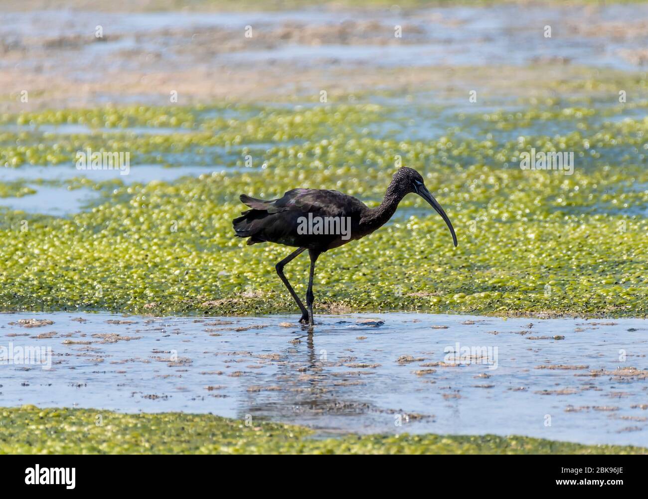 glossy ibis walking on wet land rashal khor area dubai, uae Stock Photo ...