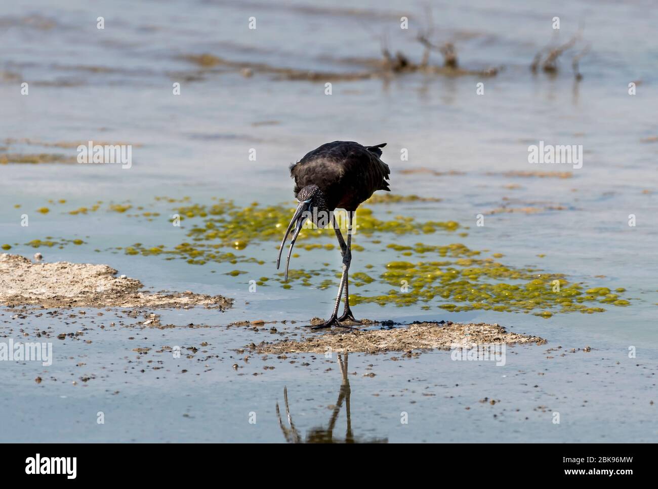 glossy ibis eating fish dubai uae Stock Photo - Alamy