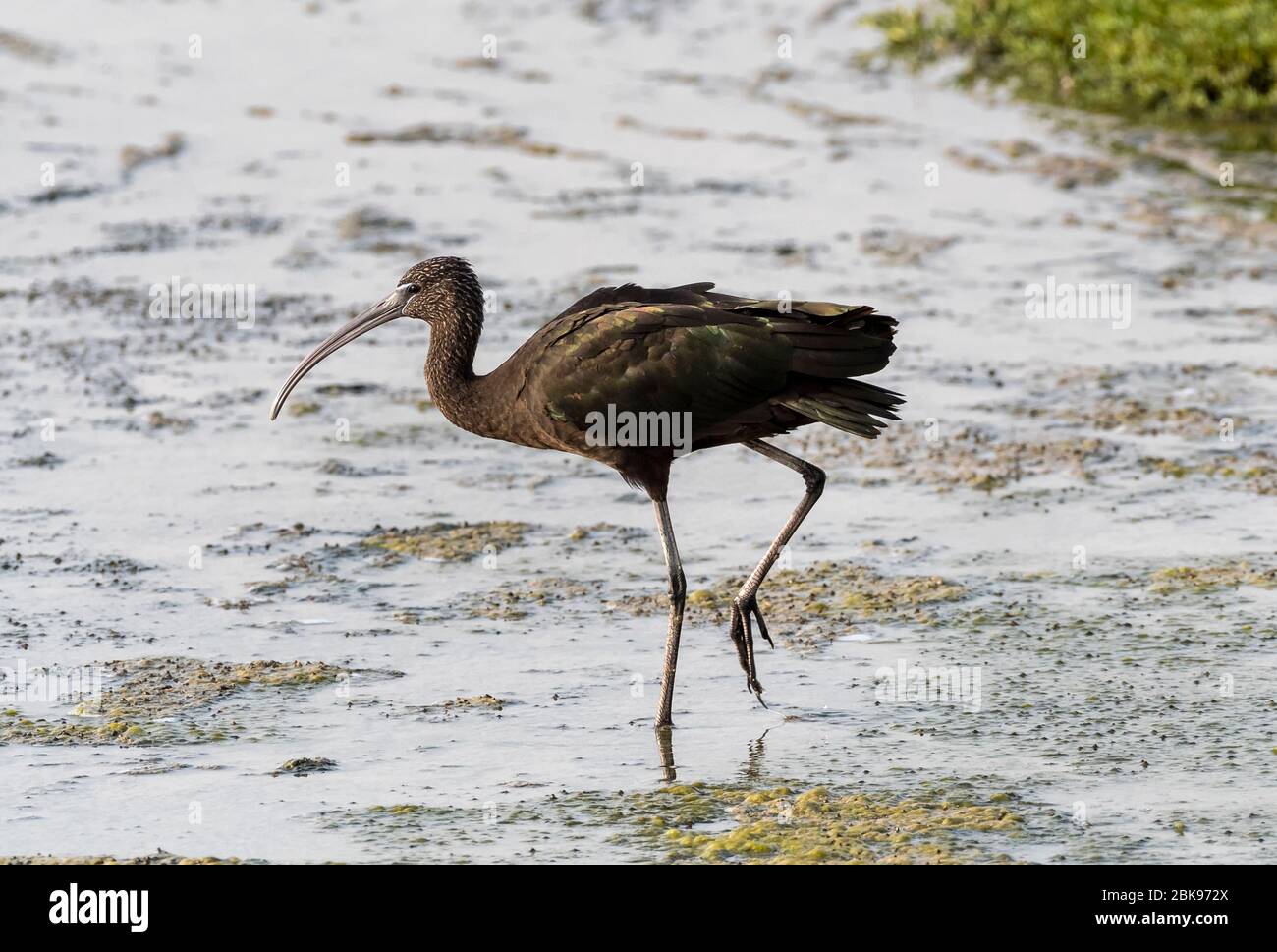 Deep emerald green wings hi-res stock photography and images - Alamy