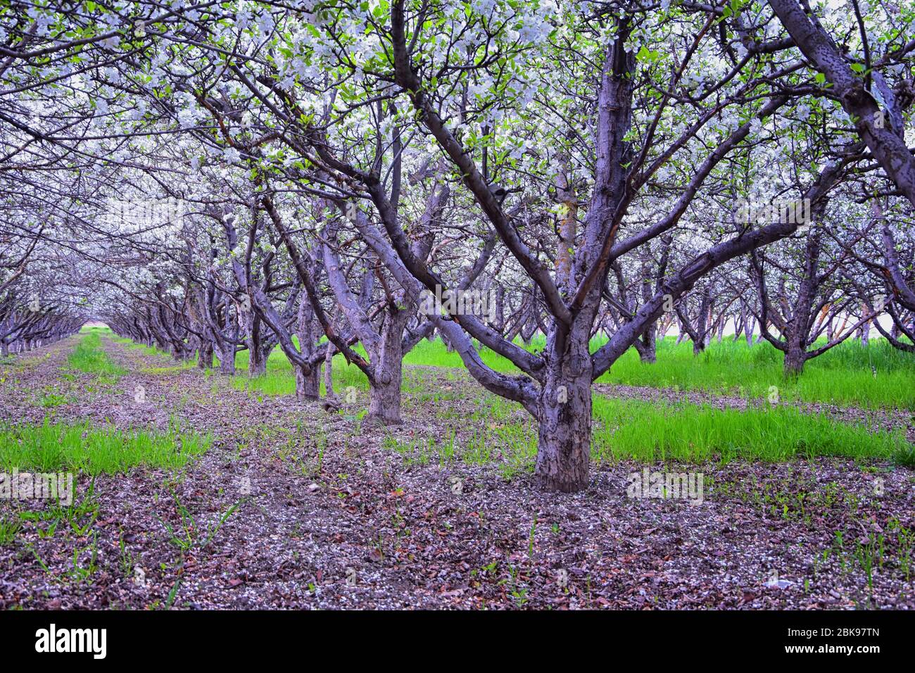 Utah Agriculture Fruit High Resolution Stock Photography and Images - Alamy