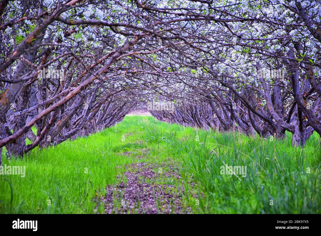 White blossoms on old Apple fruit trees in the orchard in early spring ...