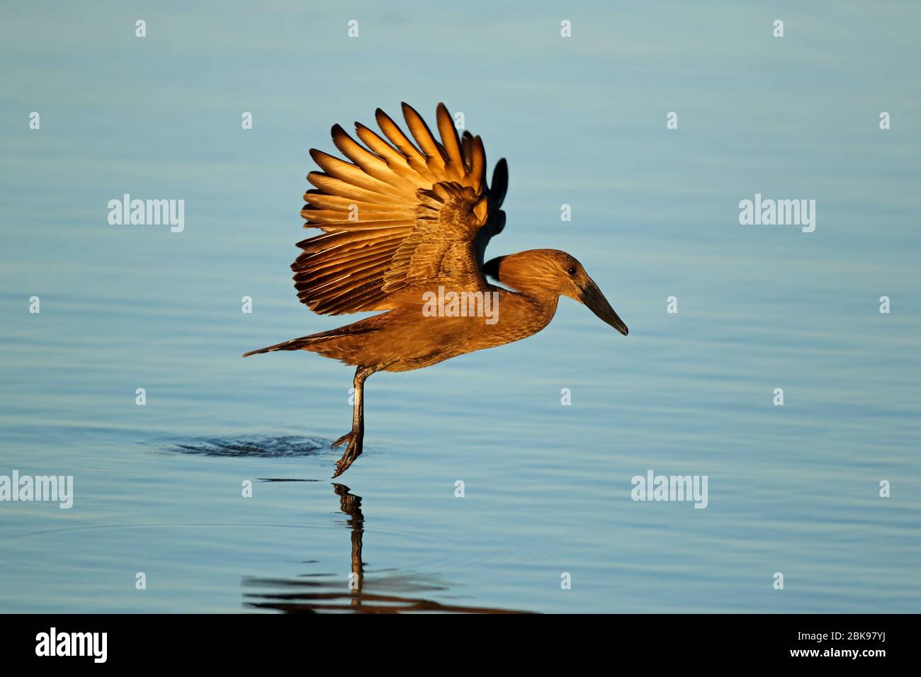 Hamerkop in flight hi-res stock photography and images - Alamy