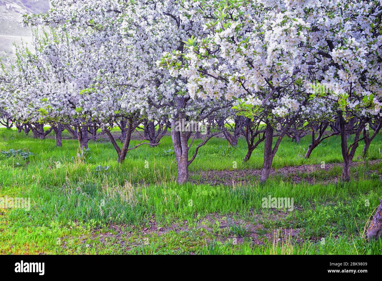 White blossoms on old Apple fruit trees in the orchard in early spring ...