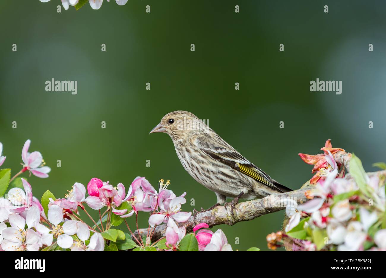 Cherry blossom tree birds on hi-res stock photography and images - Alamy