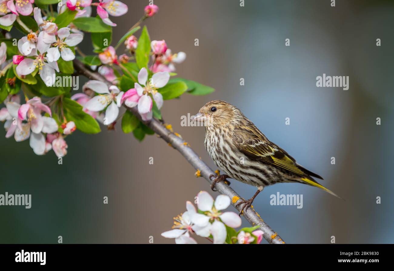 Cherry blossom tree birds on hi-res stock photography and images - Alamy