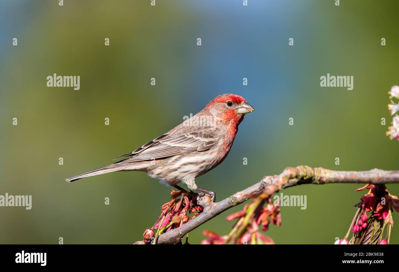 A house finch " Haemorhous mexicanus " sits on a flowering cherry tree ...