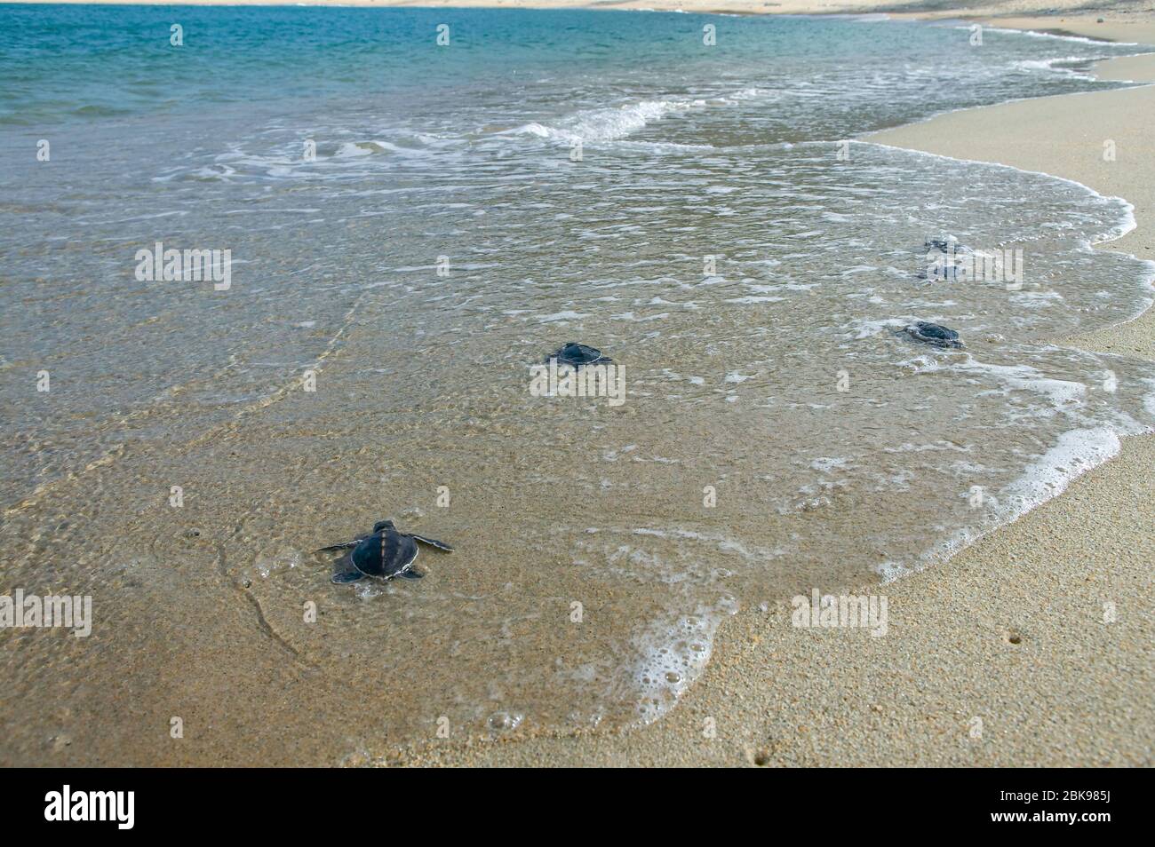 Baby sea turtles walking from beach towards ocean Stock Photo - Alamy
