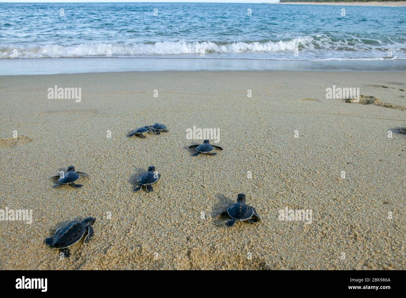 Group of baby sea turtle making their first step into ocean Stock Photo ...