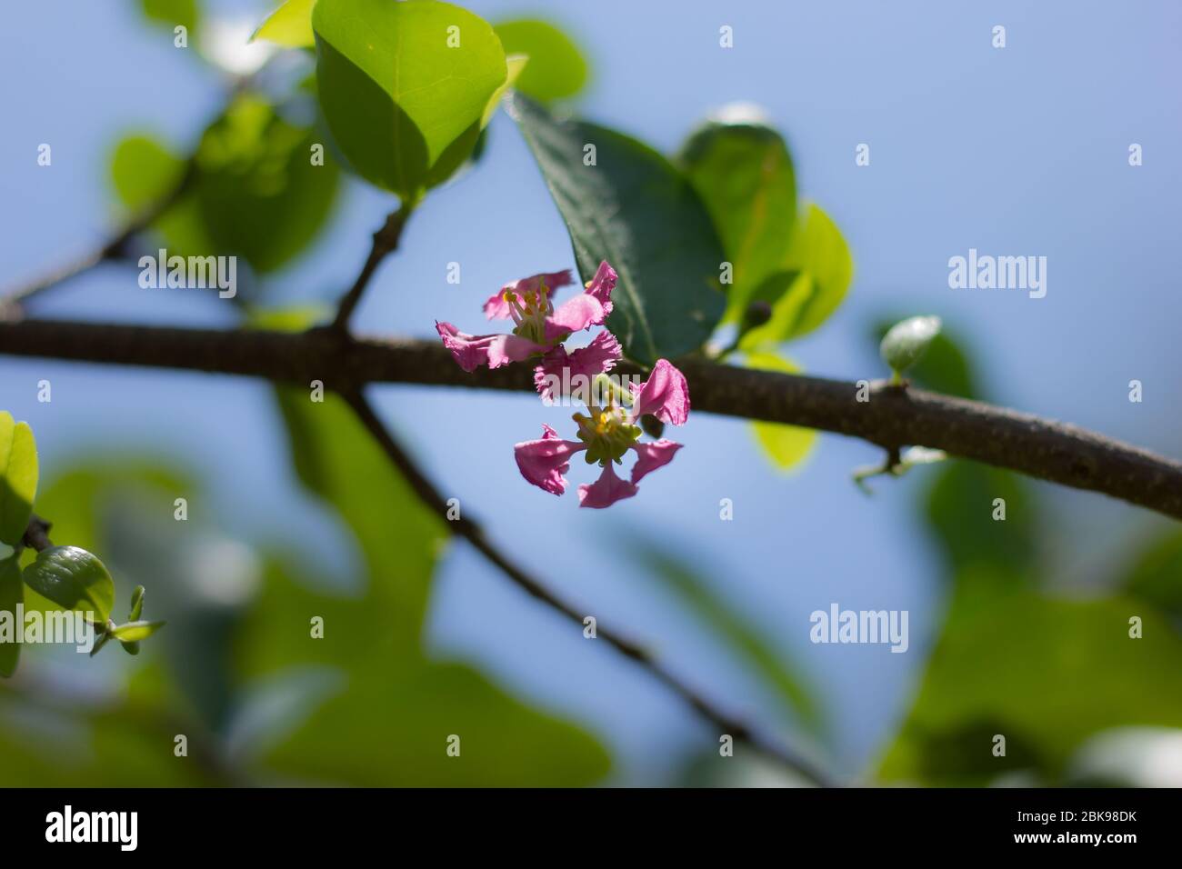 Acerola flower hi-res stock photography and images - Alamy