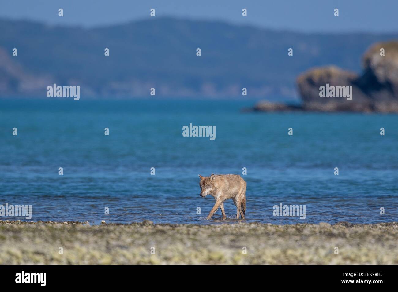 Grey wolf fishing Stock Photo - Alamy