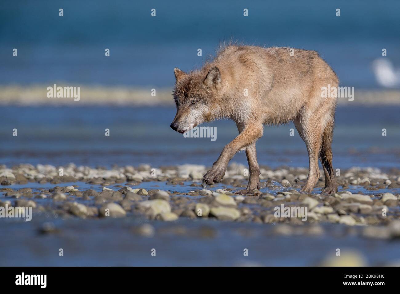 Grey wolf fishing Stock Photo - Alamy