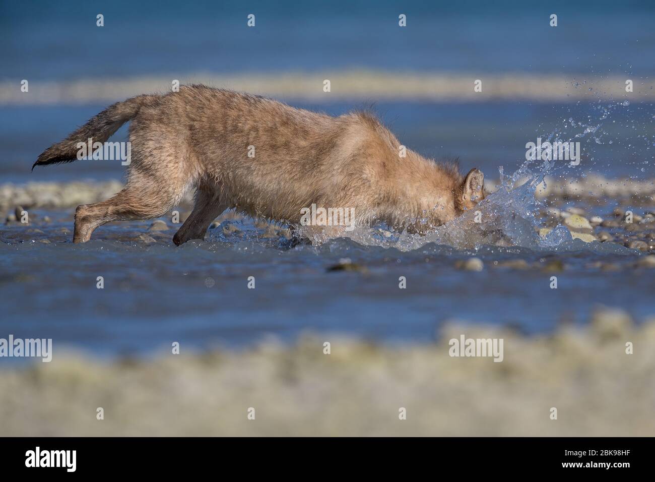 Grey wolf fishing Stock Photo - Alamy