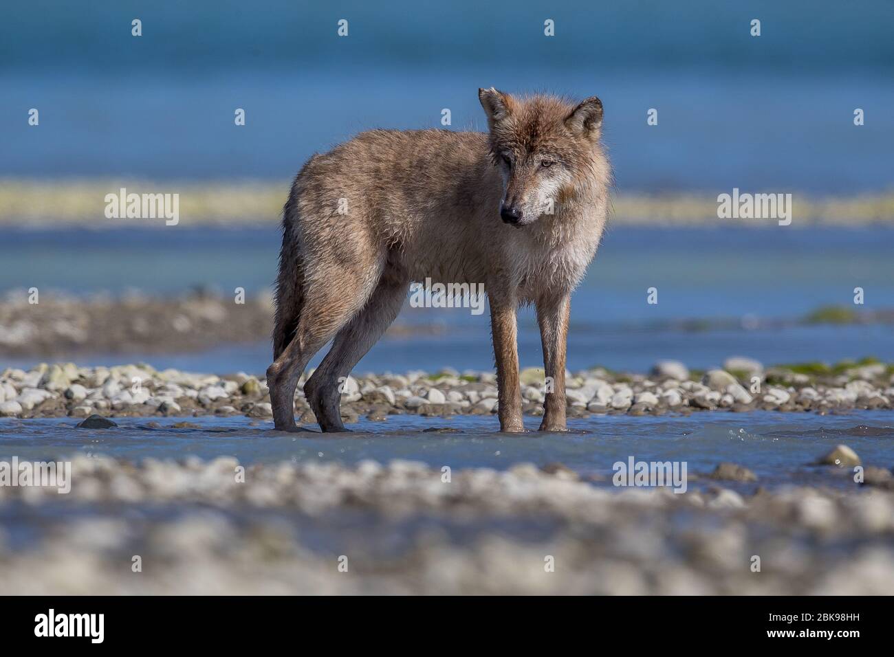 Grey wolf fishing Stock Photo - Alamy