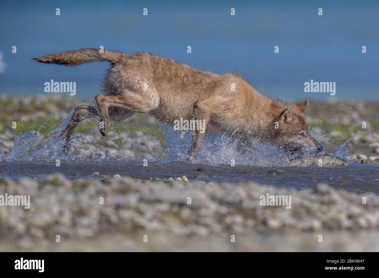Grey wolf fishing Stock Photo - Alamy