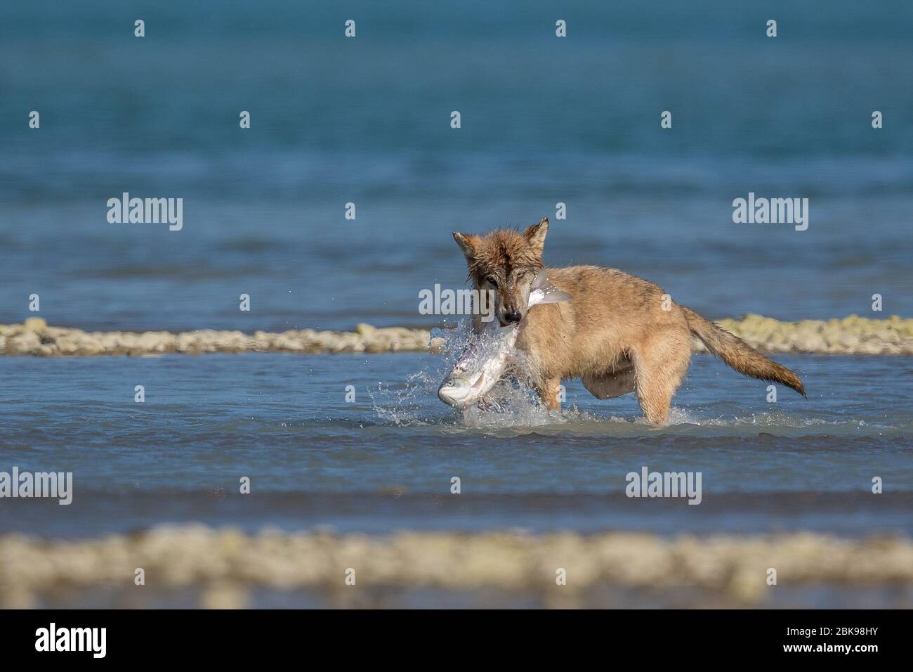 Grey wolf fishing Stock Photo - Alamy
