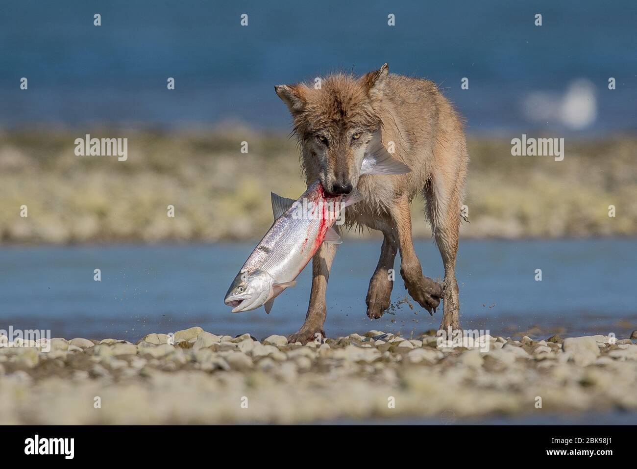 Grey wolf fishing Stock Photo - Alamy
