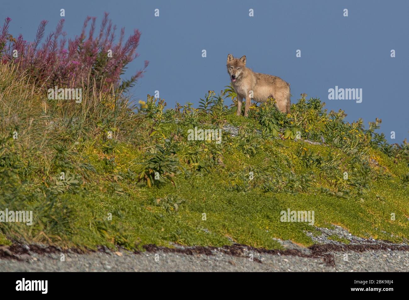 Grey wolf fishing Stock Photo - Alamy