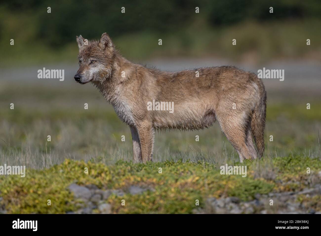 Grey wolf fishing Stock Photo - Alamy