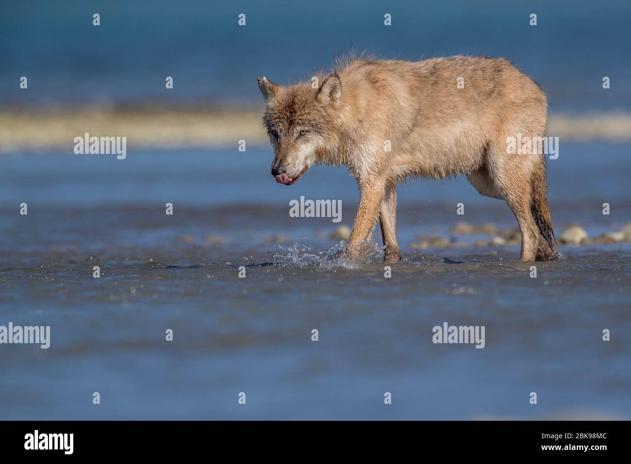 Grey wolf fishing Stock Photo - Alamy