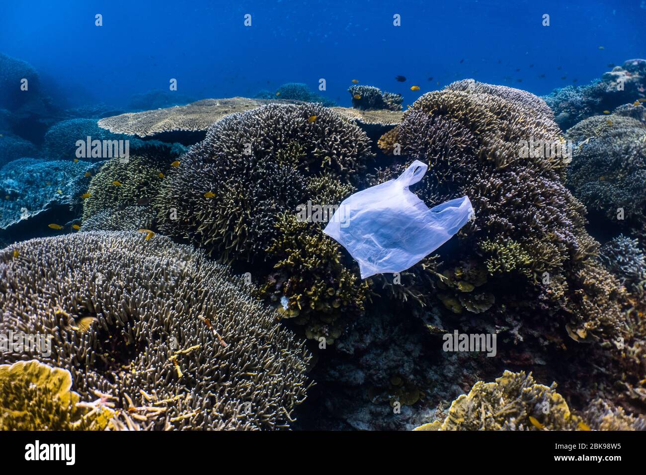 Plastic in the corals Stock Photo - Alamy