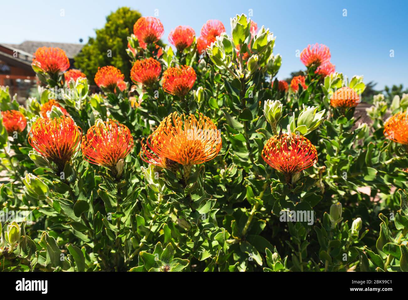 Orange Pincushion protea flower, needle protea. Beautiful tropical ...