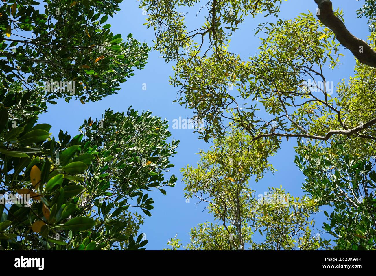 Mangrove forest canopy Stock Photo - Alamy