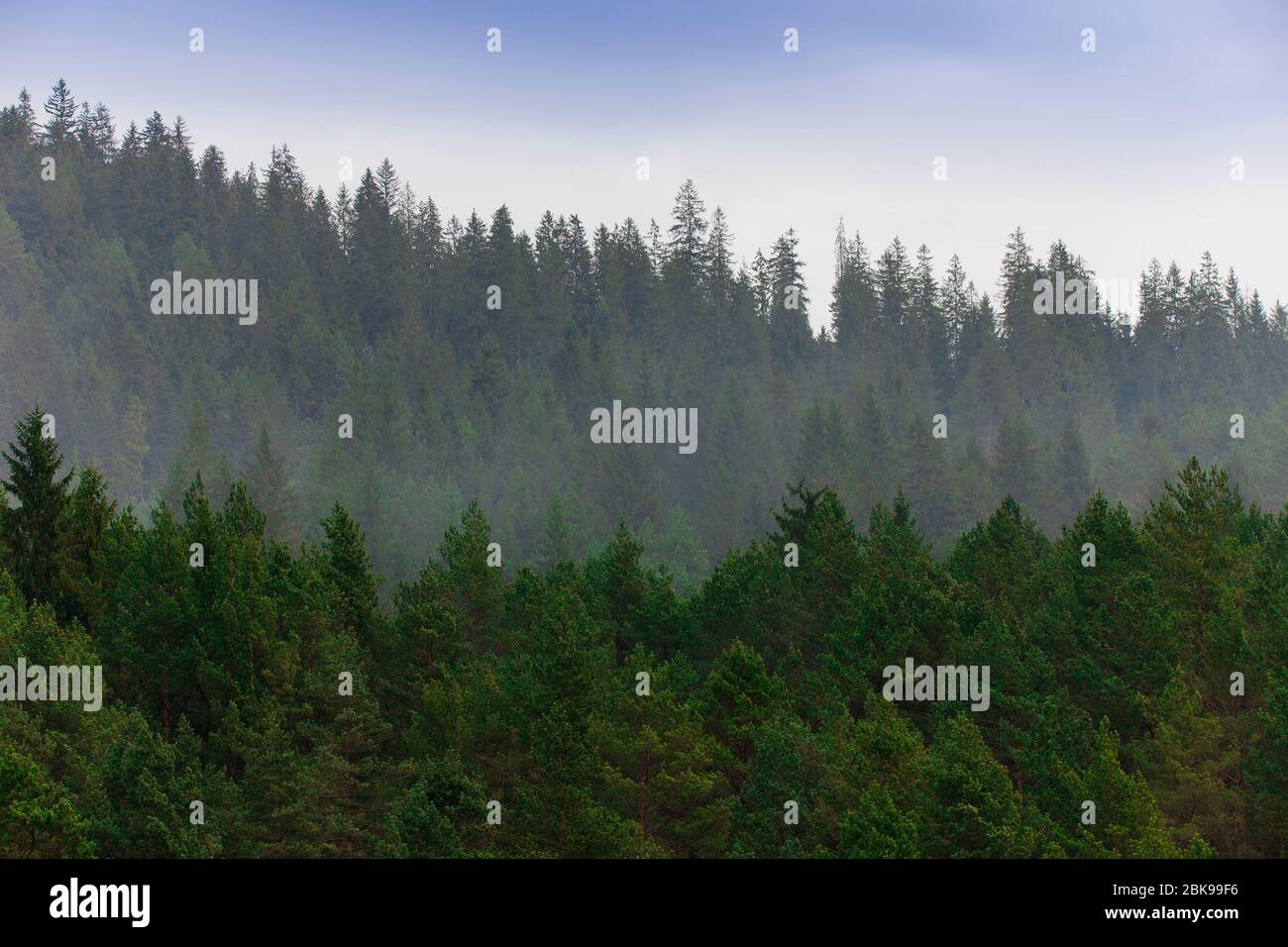 forest of pine trees after rain Stock Photo - Alamy