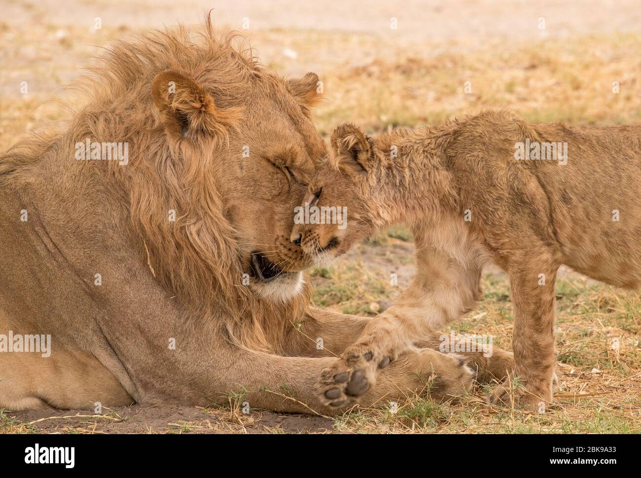 Dad lion hi-res stock photography and images - Alamy