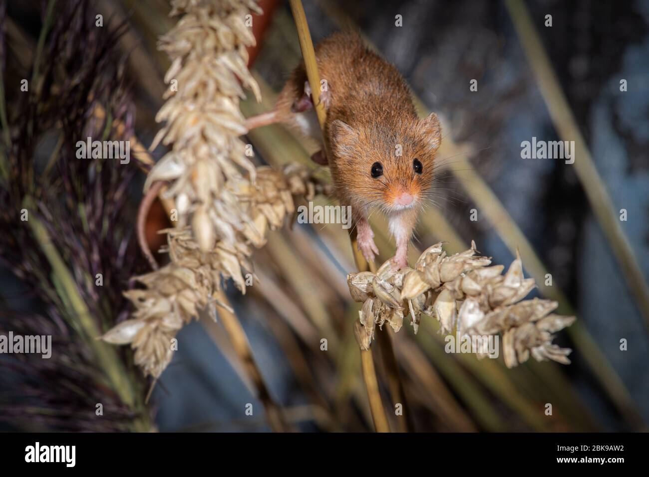 A small harvest mouse, Micromys minutus, facing forward. It is ...