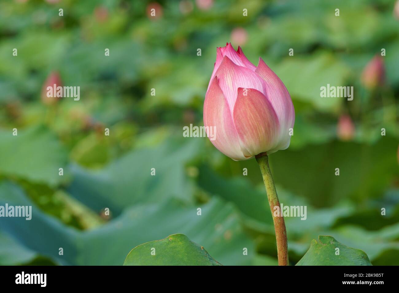 Flower water lily bud hi-res stock photography and images - Alamy