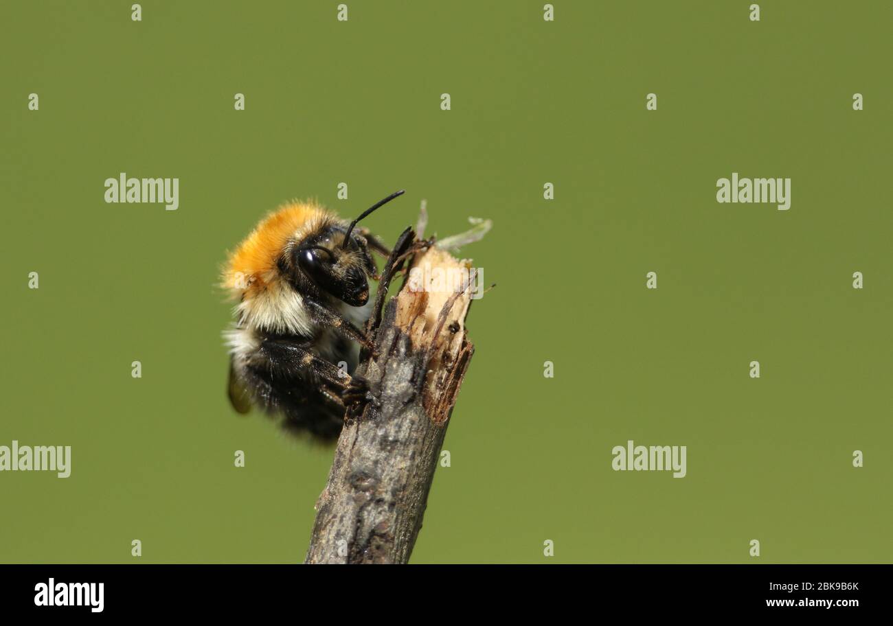 Stunning photograph of bumble bee hi-res stock photography and images ...