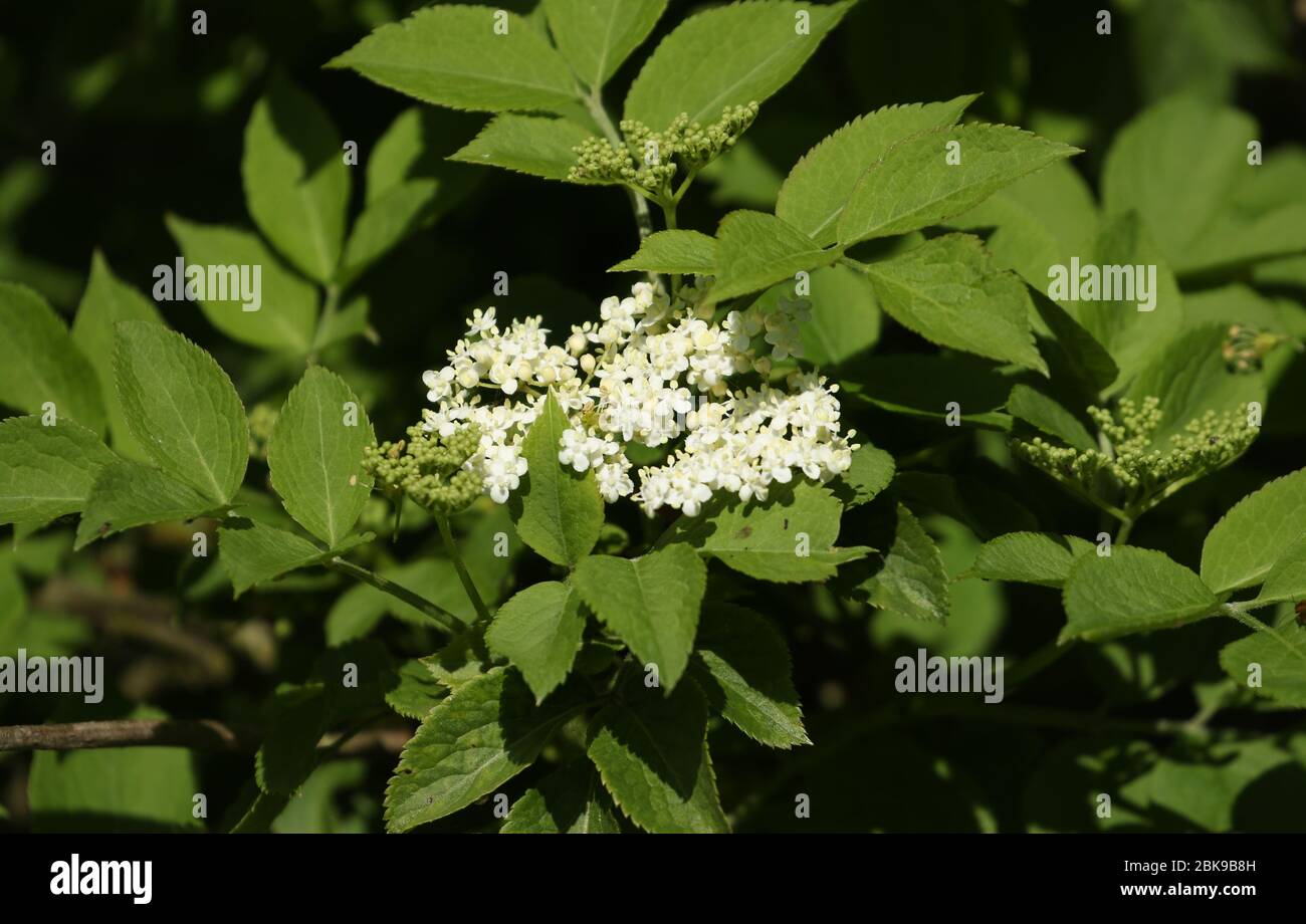 The flowers and leaves of an Elder Tree, Sambucus nigra, in springtime ...